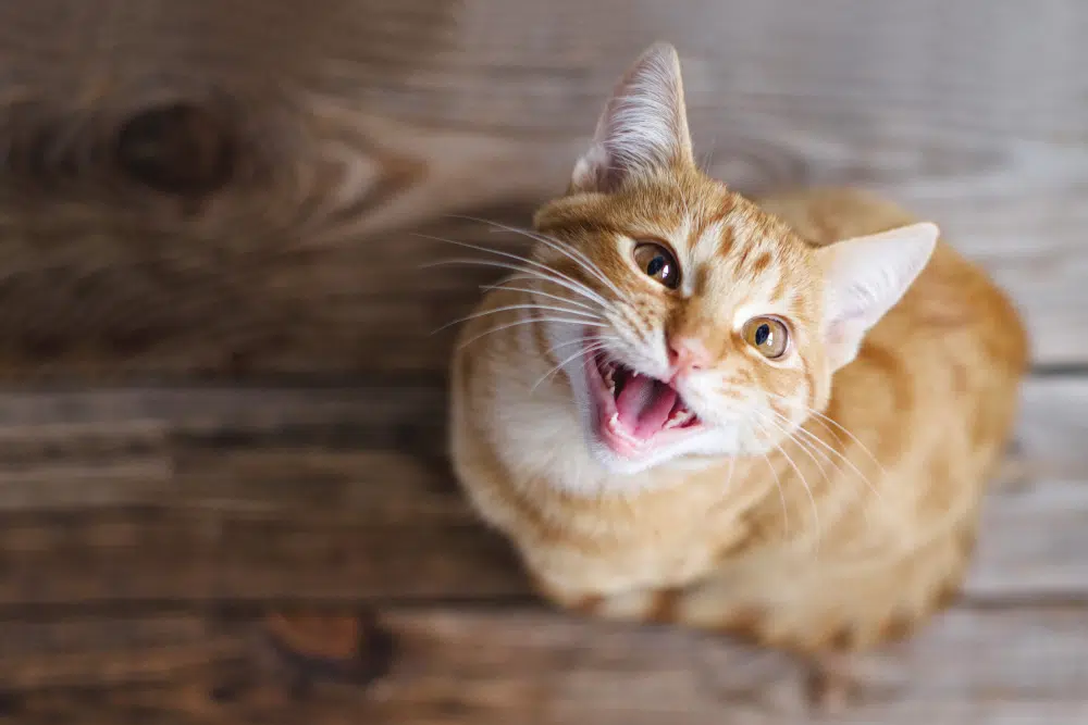Why Do Cats Cry at Night? 8 Reasons You Must know