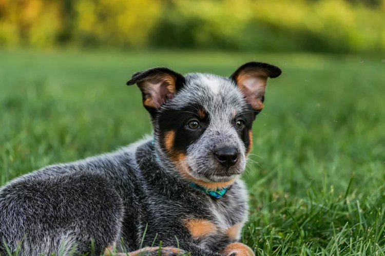 Bluey Dog Unveiled: The Animated Adventures of an Australian Cattle Dog
