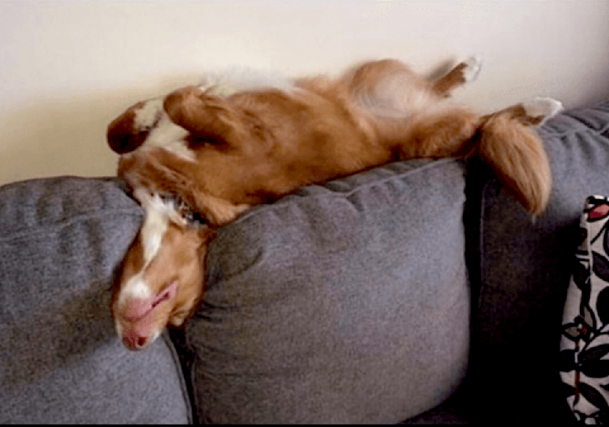 20 Hilarious Pics Of Dogs Who Managed To Fall Asleep In Funny Awkward ...