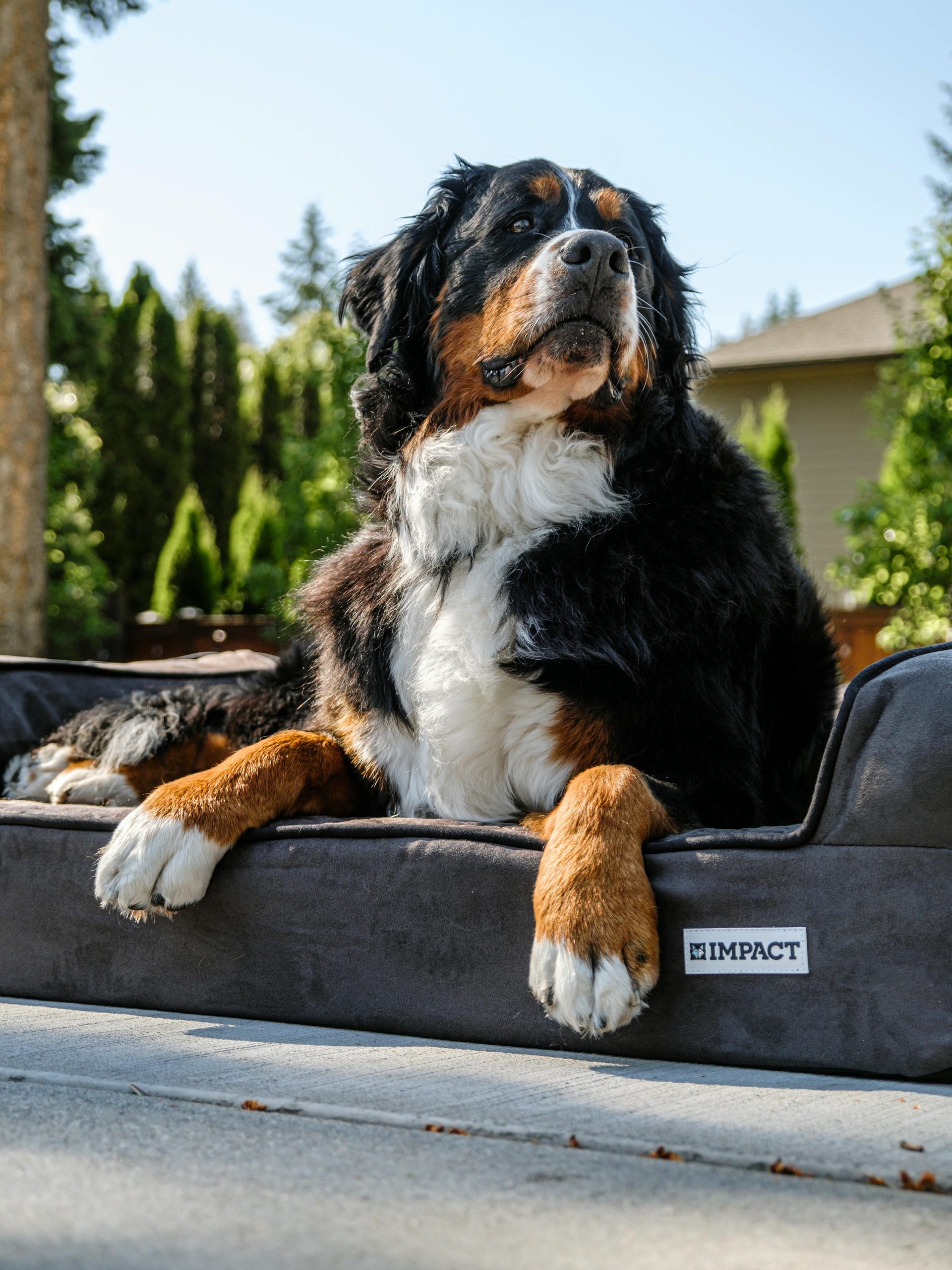Are Dog Breeds Inherently More Aggressive, or Is Their Behavior Shaped ...