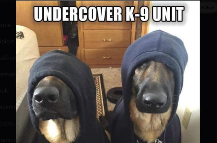 20 Hilarious K9 Dog Memes That Will Have Your Tail Wagging with ...