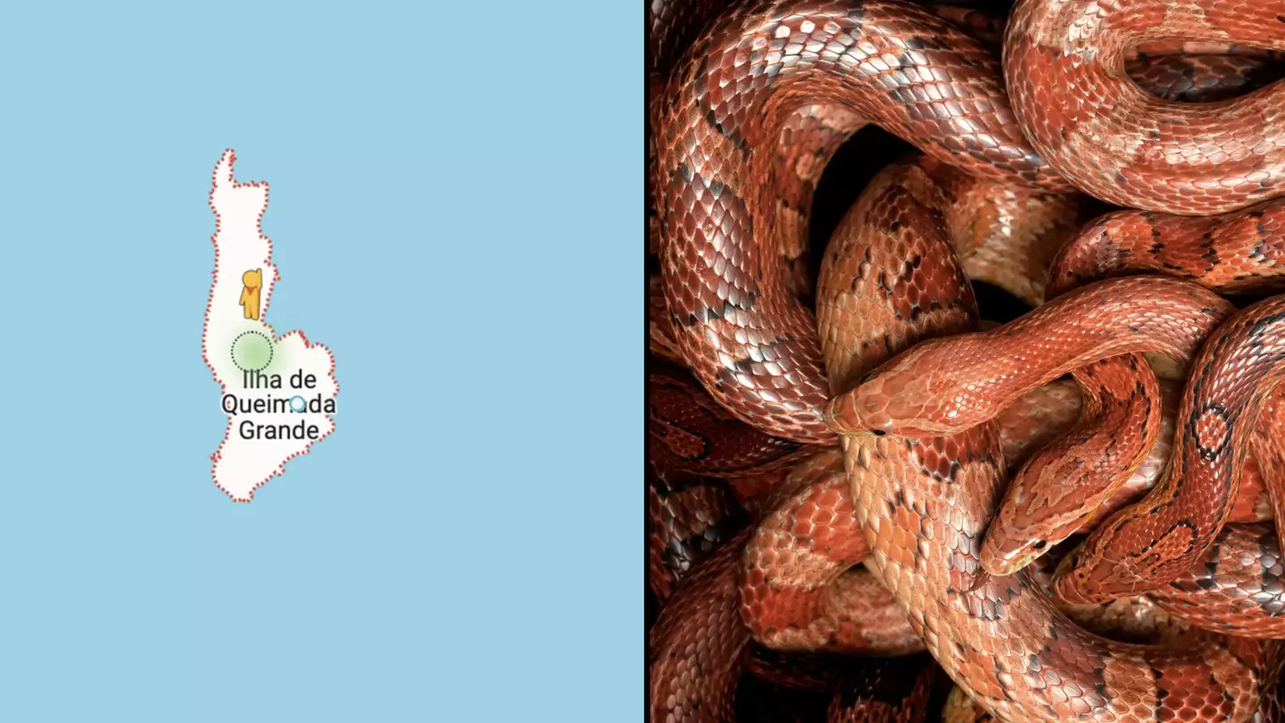 Terrifying thing happens when you drop Google Maps pin on Snake Island ...