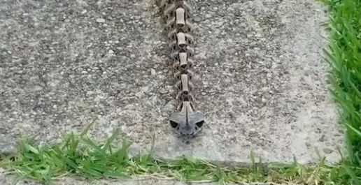 At first, when I saw this creature, I thought it was merely a toy ...