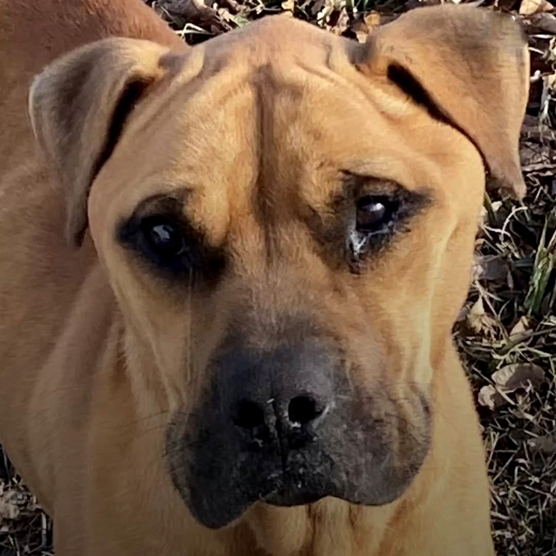 Rescue Dog Left Behind Finds a New Life - Trending at