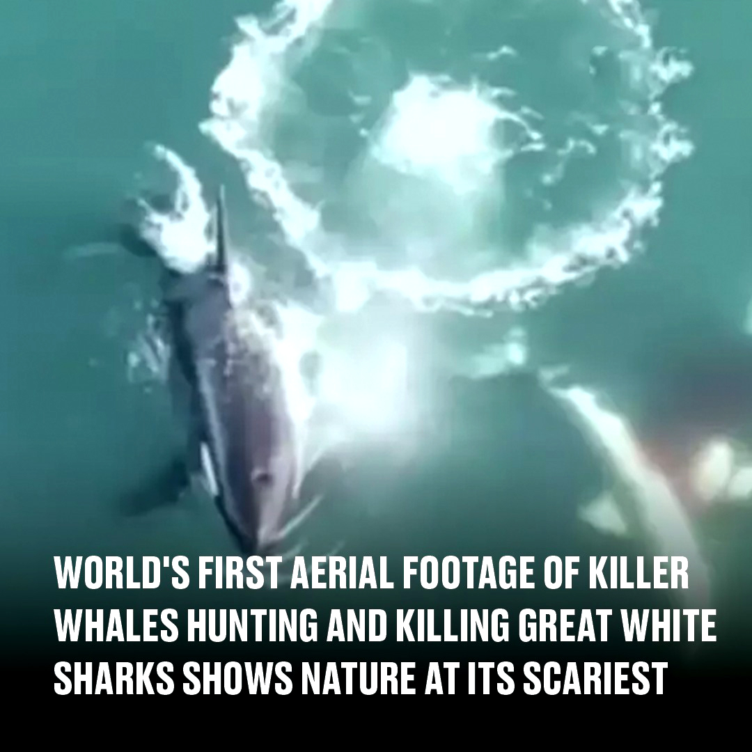 World's first aerial footage of killer whales hunting and killing great ...