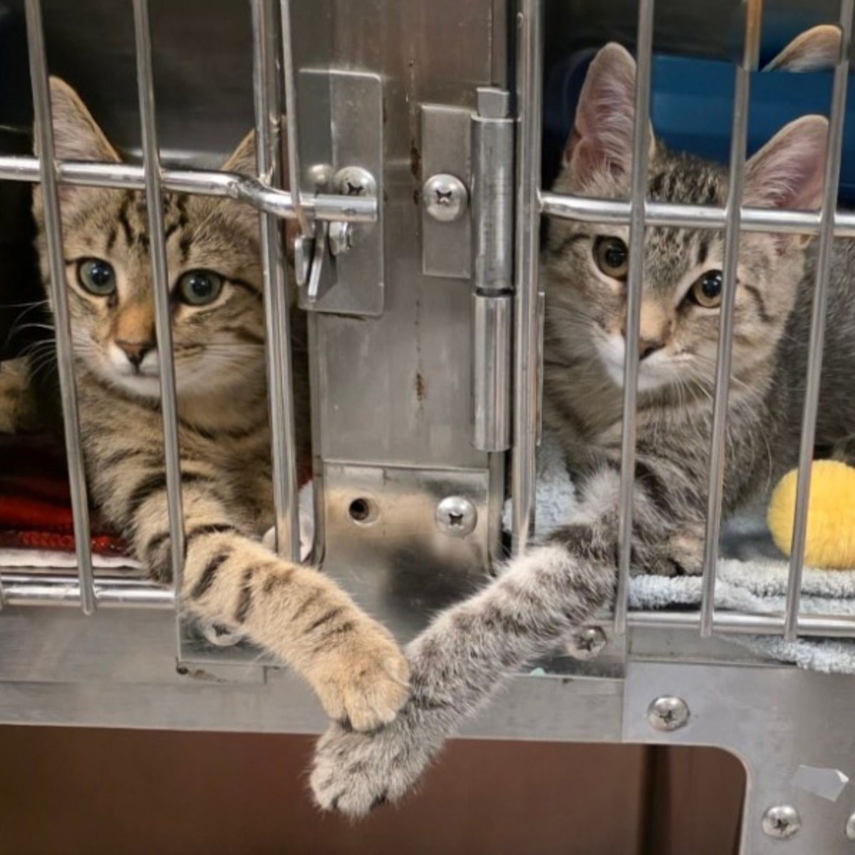 Two Shelter Kittens Melt Hearts as They Hold Paws Through Their Kennel ...