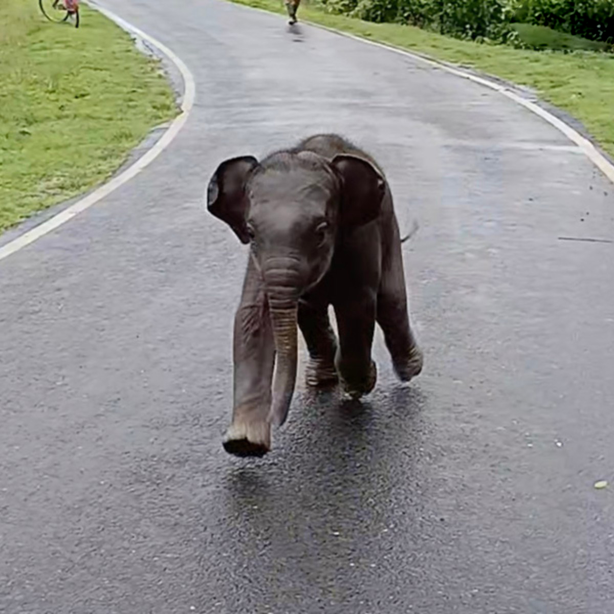 🐘 Lost Baby Elephant Cries for Help After Being Separated From His Mom ...